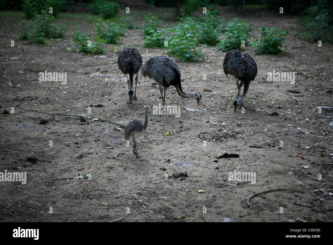 Flightless birds Banque de photographies et d’images à haute résolution ...
