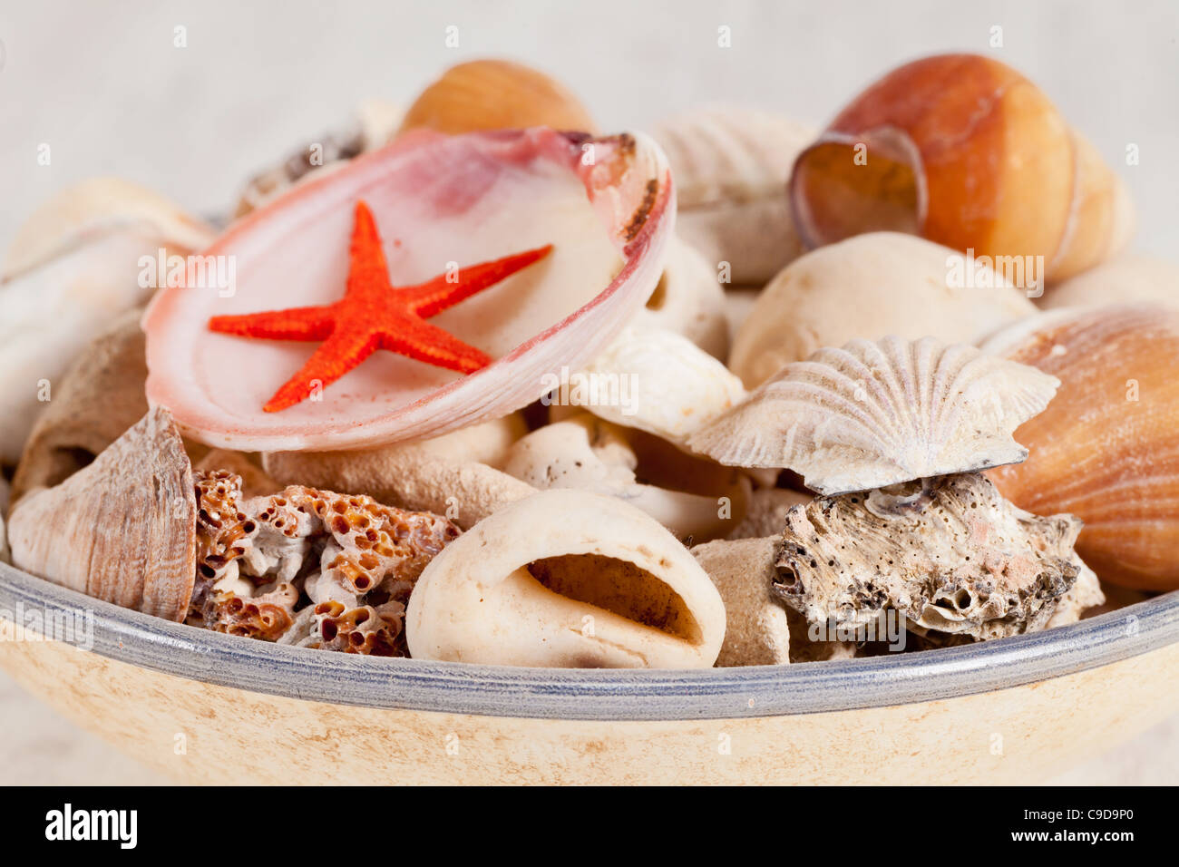 Différents types de coquilles de mer et une jolie étoile de mer Photo ...