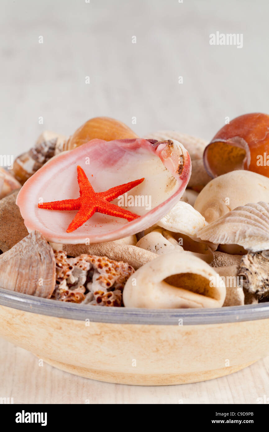 Différents types de coquilles de mer et une jolie étoile de mer Photo ...