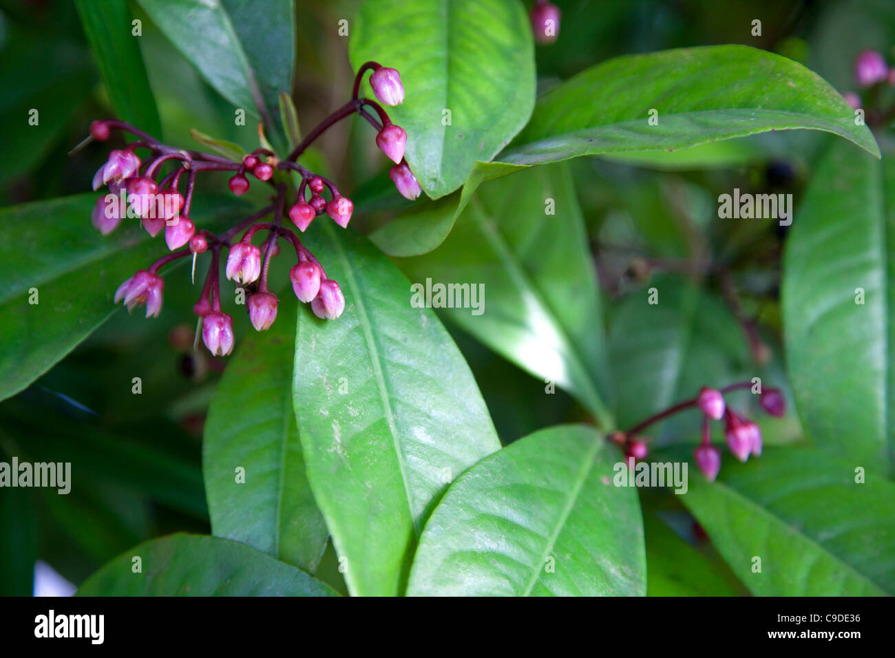 Ardisia humilis Banque de photographies et d’images à haute résolution ...