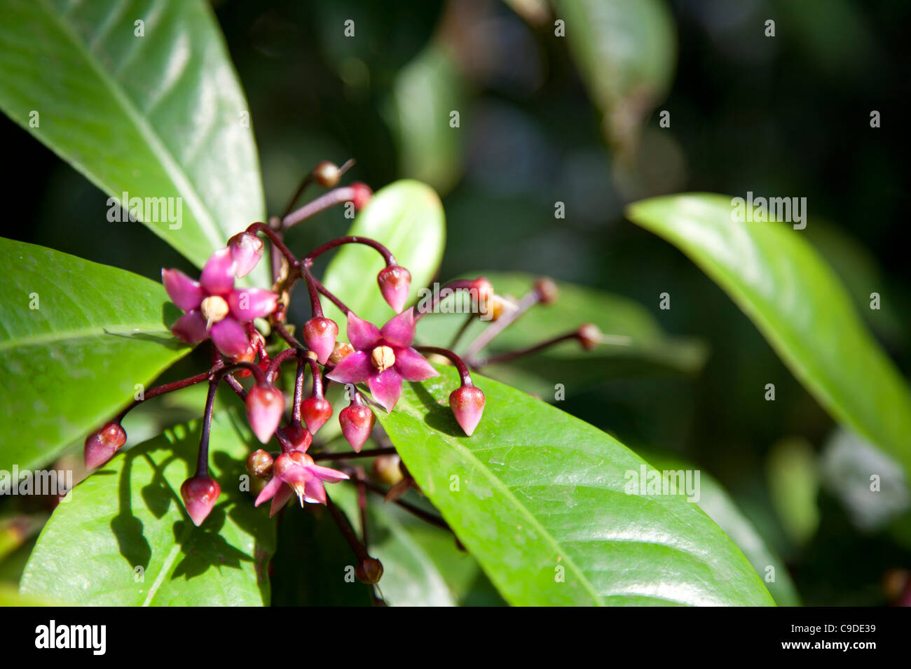 Ardisia humilis Banque de photographies et d’images à haute résolution ...