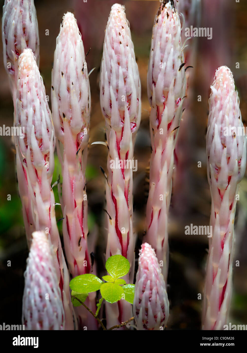Allotropa virgata Banque de photographies et d’images à haute ...