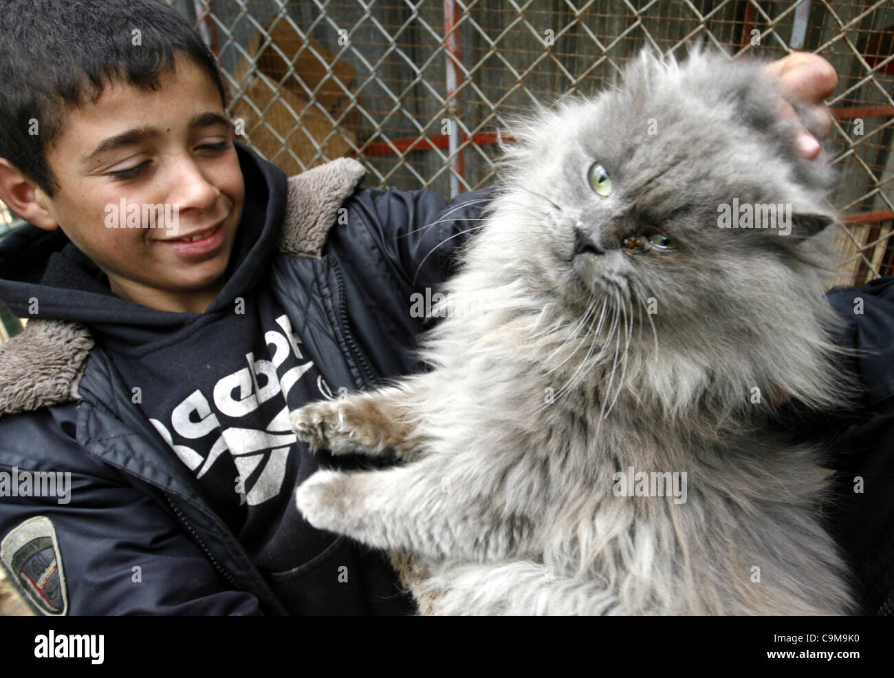 Iranian cat Banque de photographies et d’images à haute résolution - Alamy