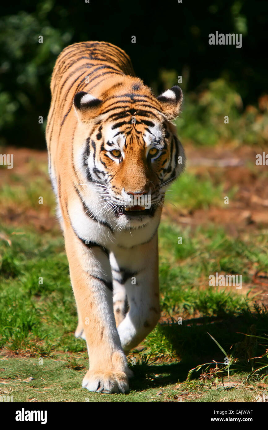 30 Sep 2007 - San Francisco, CA, USA - Tatiana, un tigre de Sibérie au ...