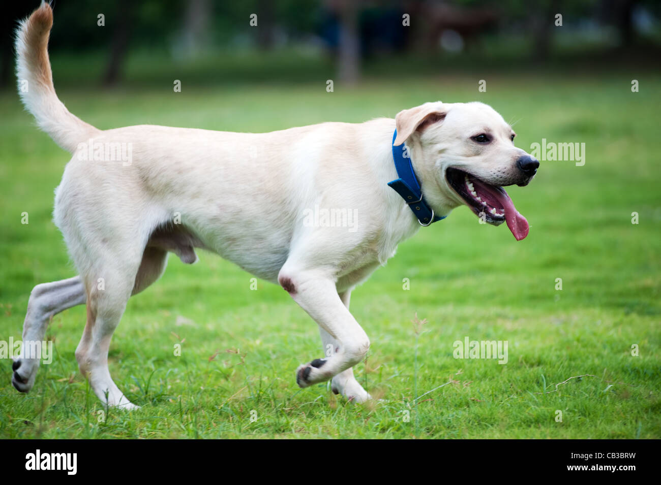Chien Labrador blanc tournant sur la pelouse Photo Stock - Alamy