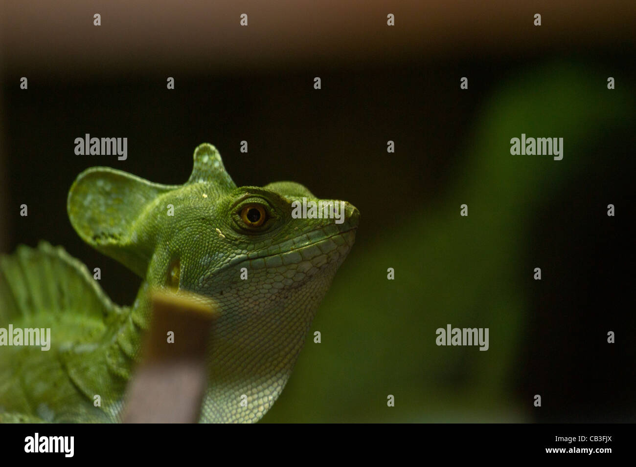 Lézard vert de basilic Banque de photographies et d’images à haute ...