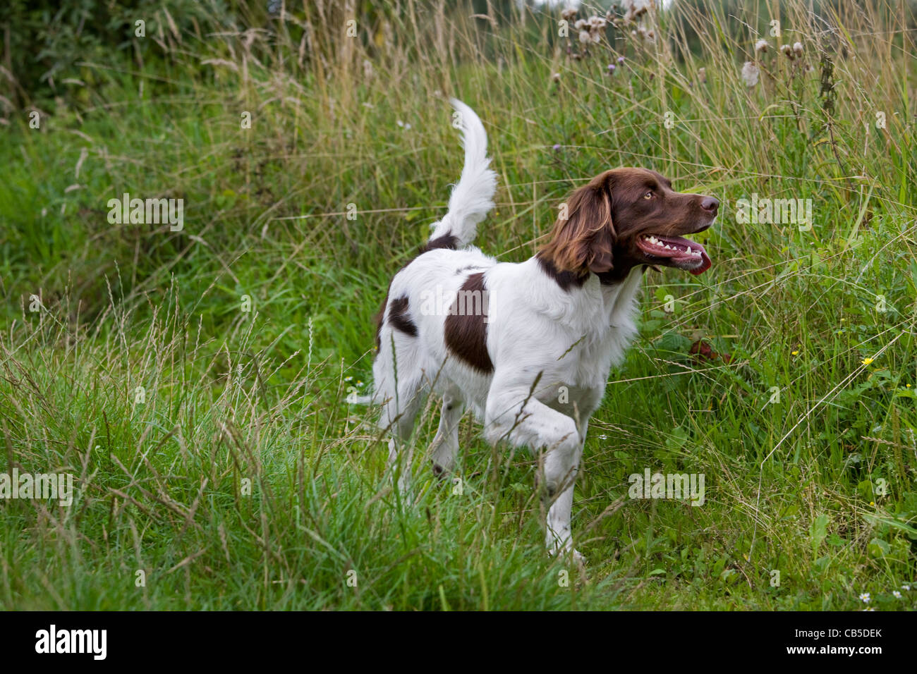 Drentsche partridge dog Banque de photographies et d’images à haute ...