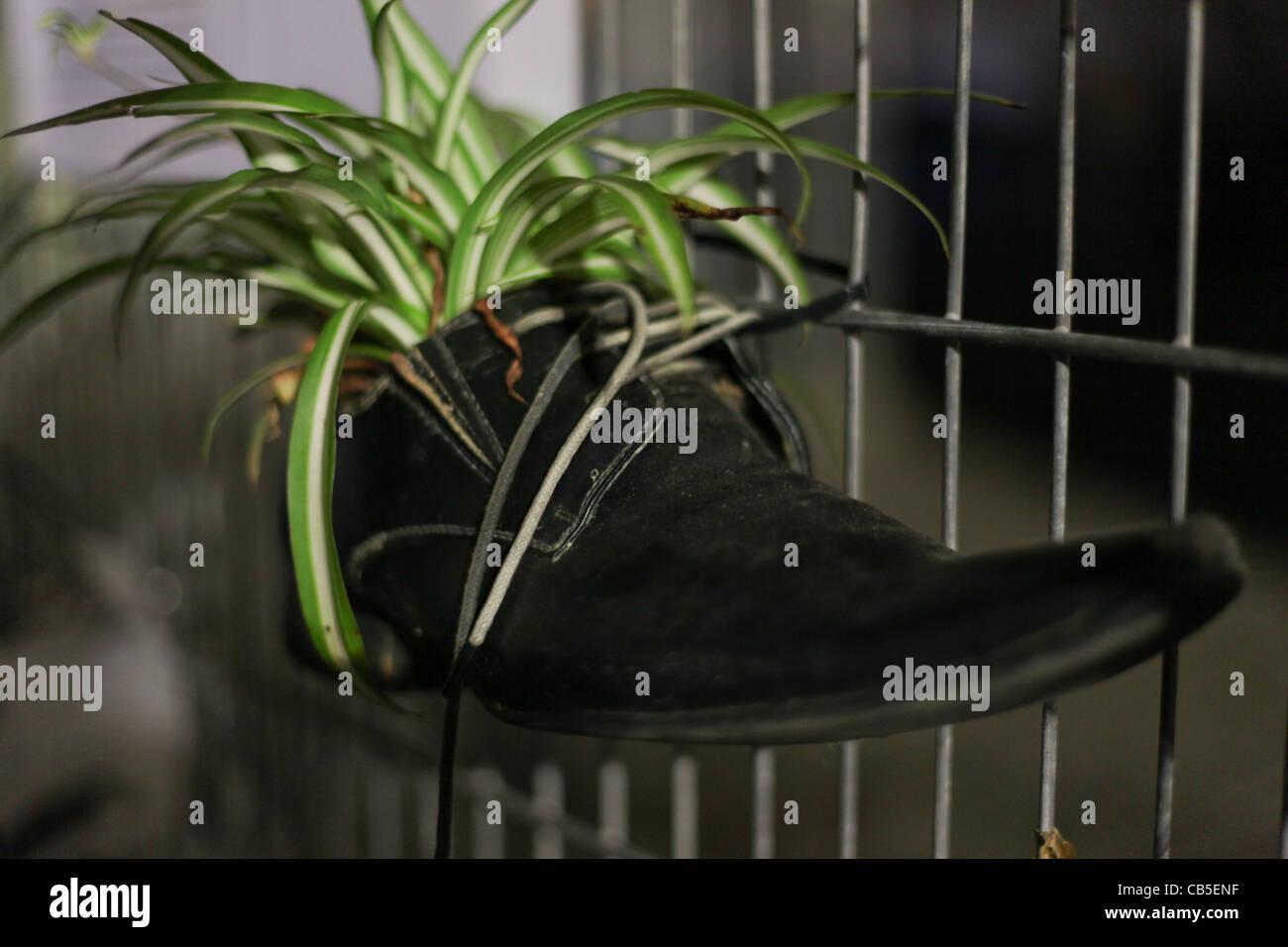 Pot de plante de chaussure Banque de photographies et d’images à haute ...