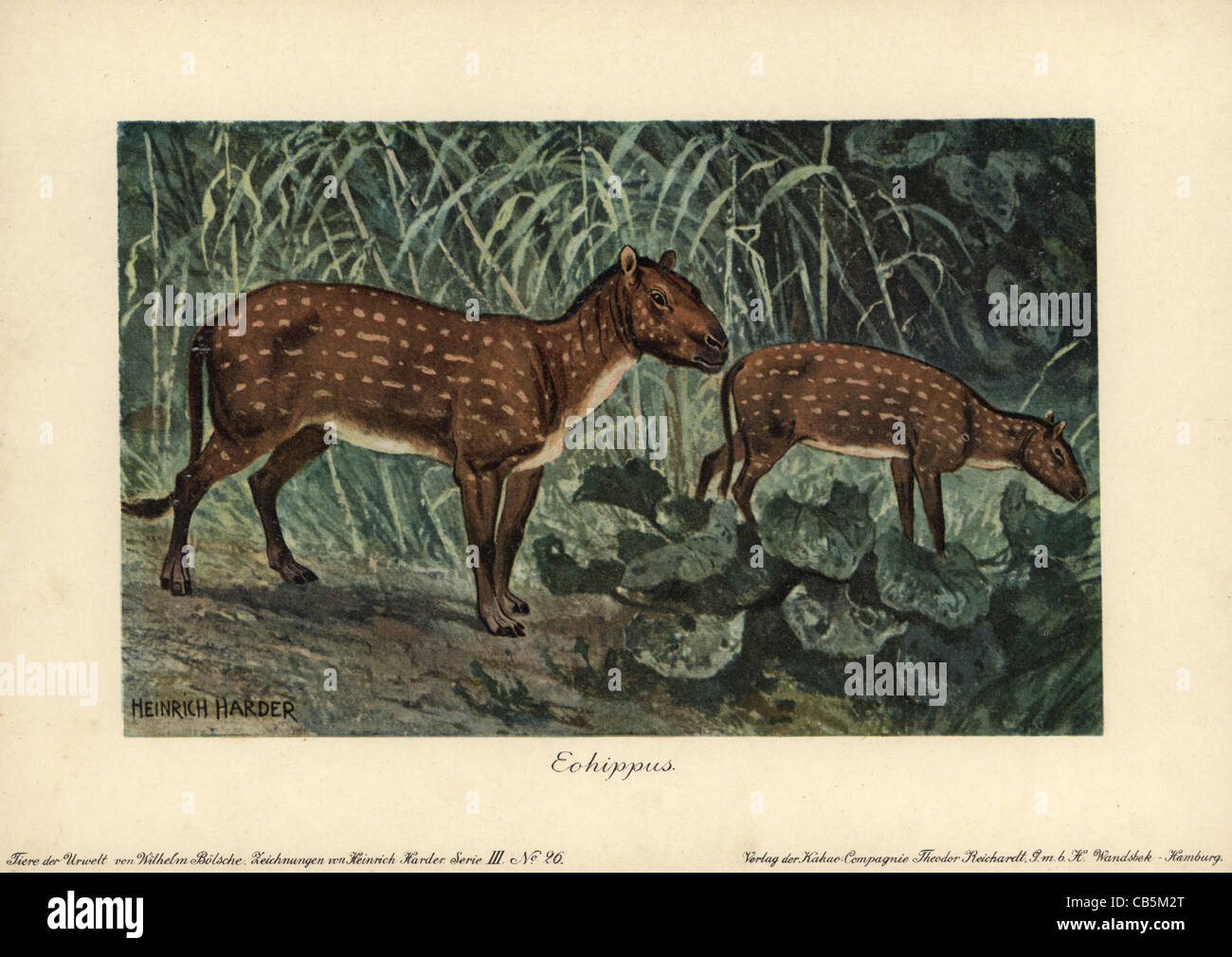 Eohippus Banque d'image et photos - Alamy