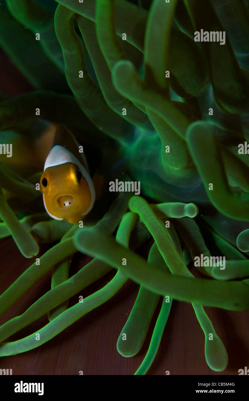 Poisson parasite Banque de photographies et d’images à haute résolution ...