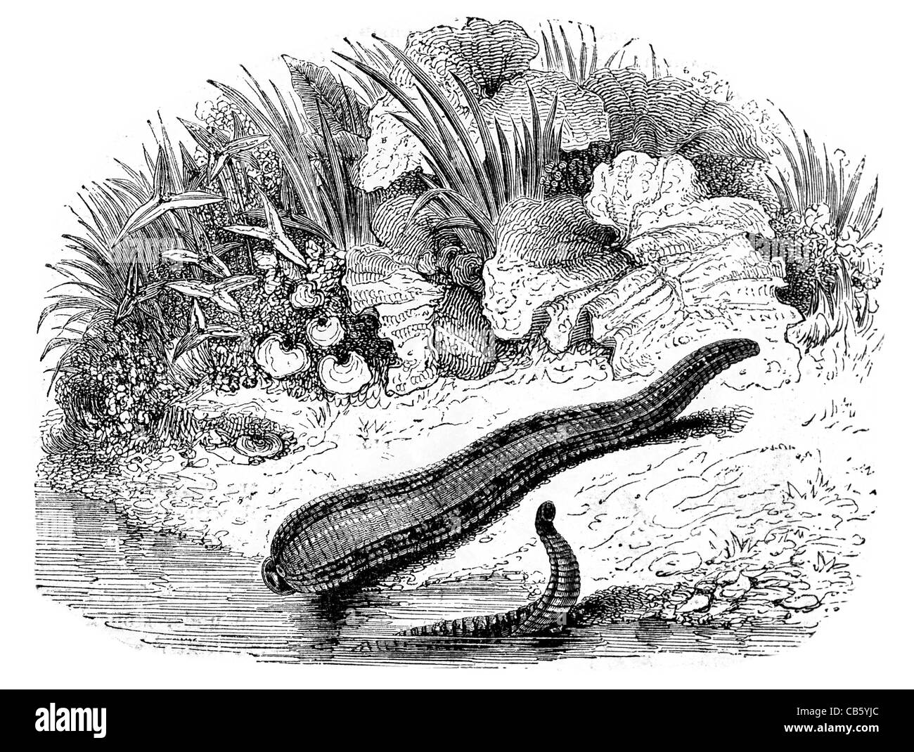 Hirudo medicinalis Banque d'images noir et blanc - Alamy