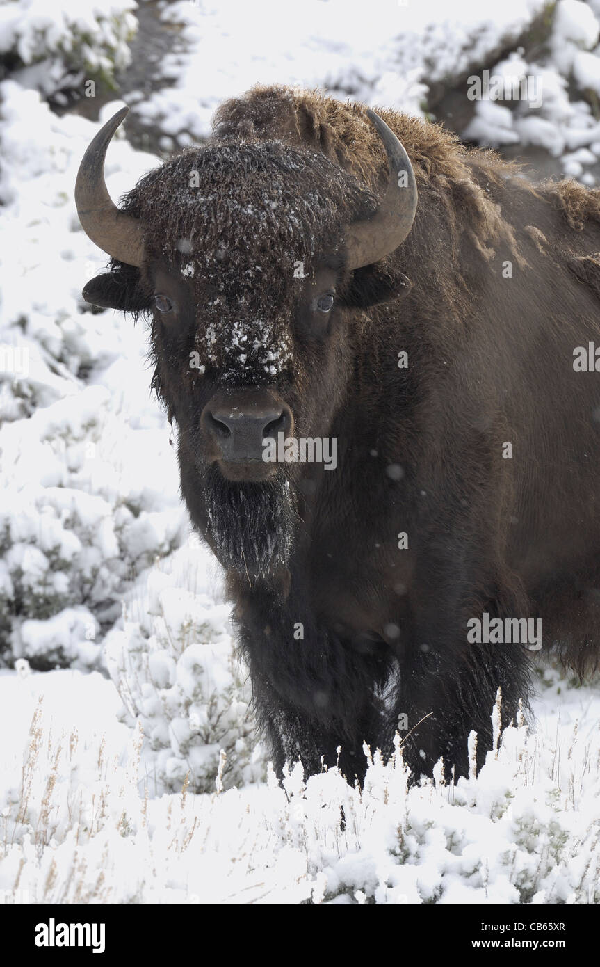 Taureaux de bison Banque de photographies et d’images à haute ...
