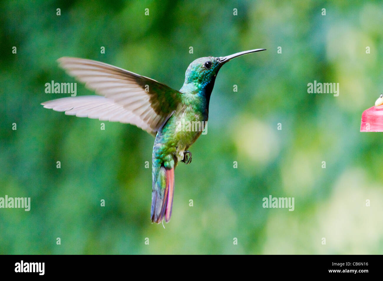 Colibri flying Banque de photographies et d’images à haute résolution ...