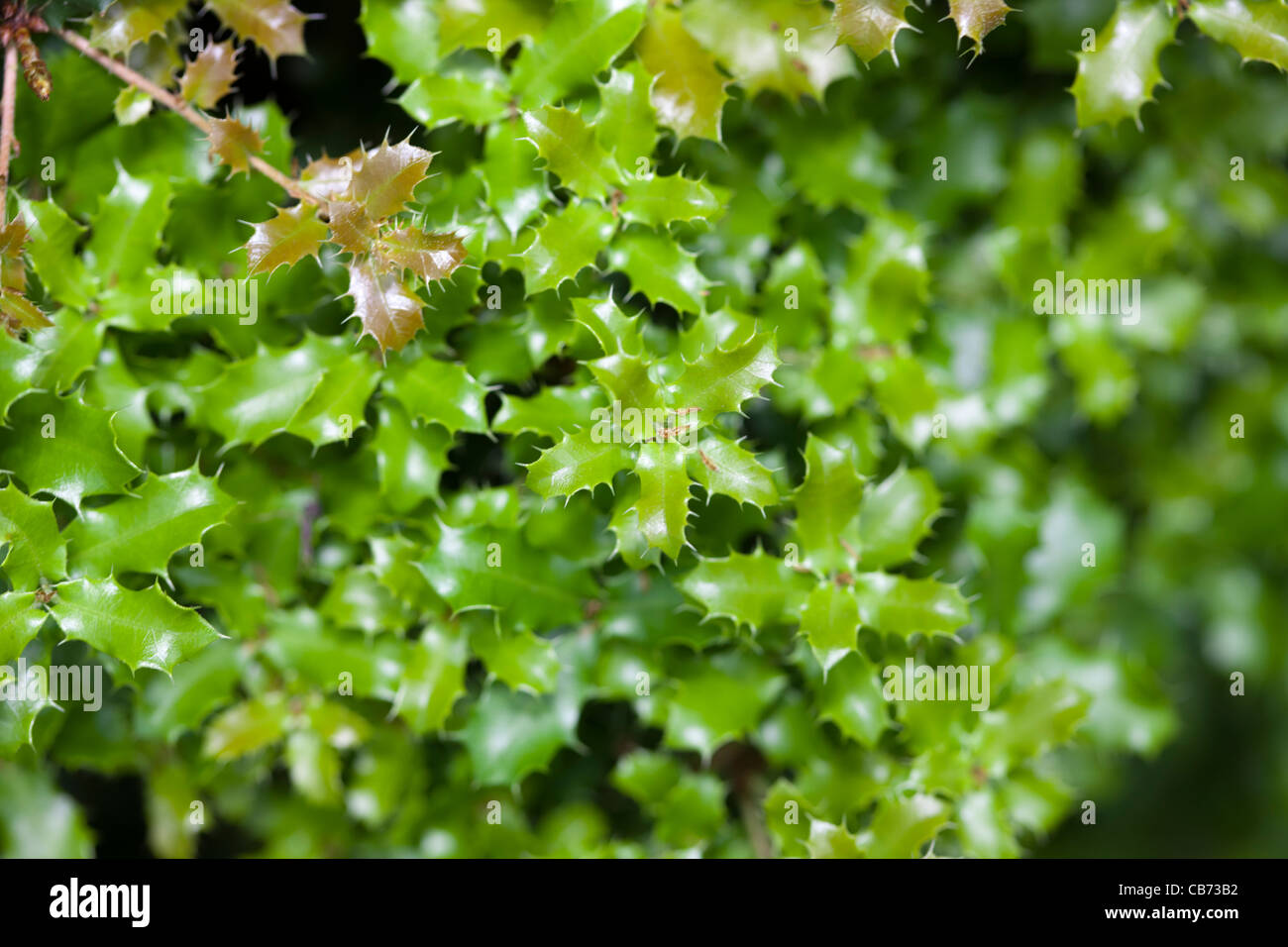 Chêne kermès, Kermesek (Quercus coccifera Photo Stock - Alamy