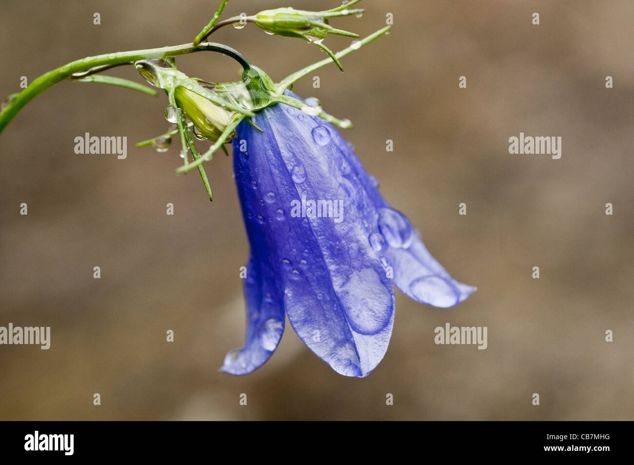 Clochette fleur bleue Banque de photographies et d’images à haute ...