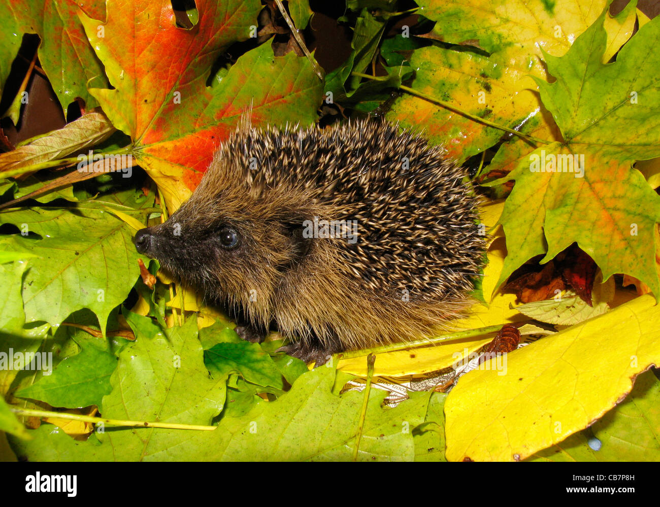Baby hedgehog Banque de photographies et d’images à haute résolution ...