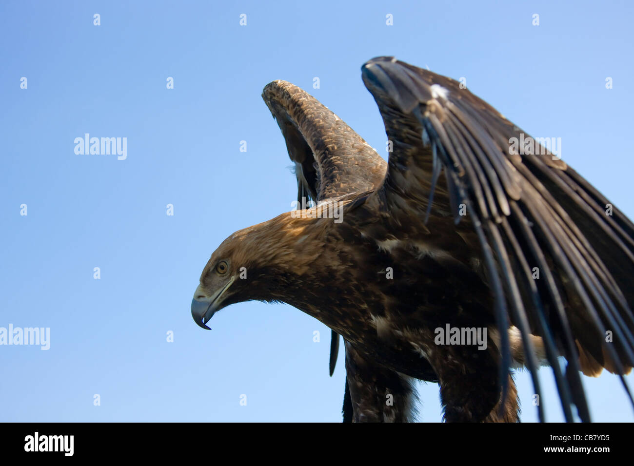 Animal ukraine Banque de photographies et d’images à haute résolution ...