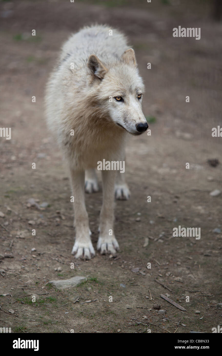Le loup arctique (Canis lupus arctos) aka le loup polaire ou Loup Blanc ...