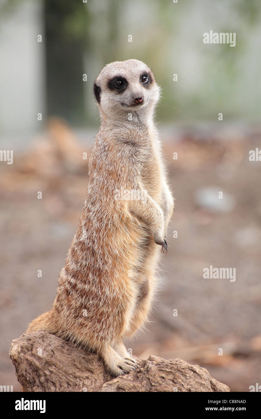 Meerkat zoo Banque de photographies et d’images à haute résolution - Alamy