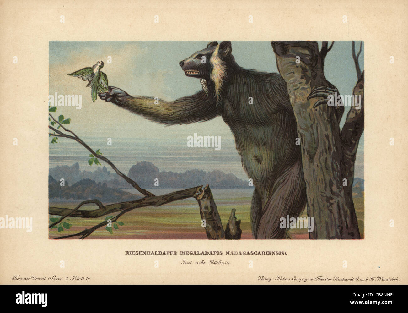 Mégaladapis madagascariensis Banque de photographies et d’images à ...