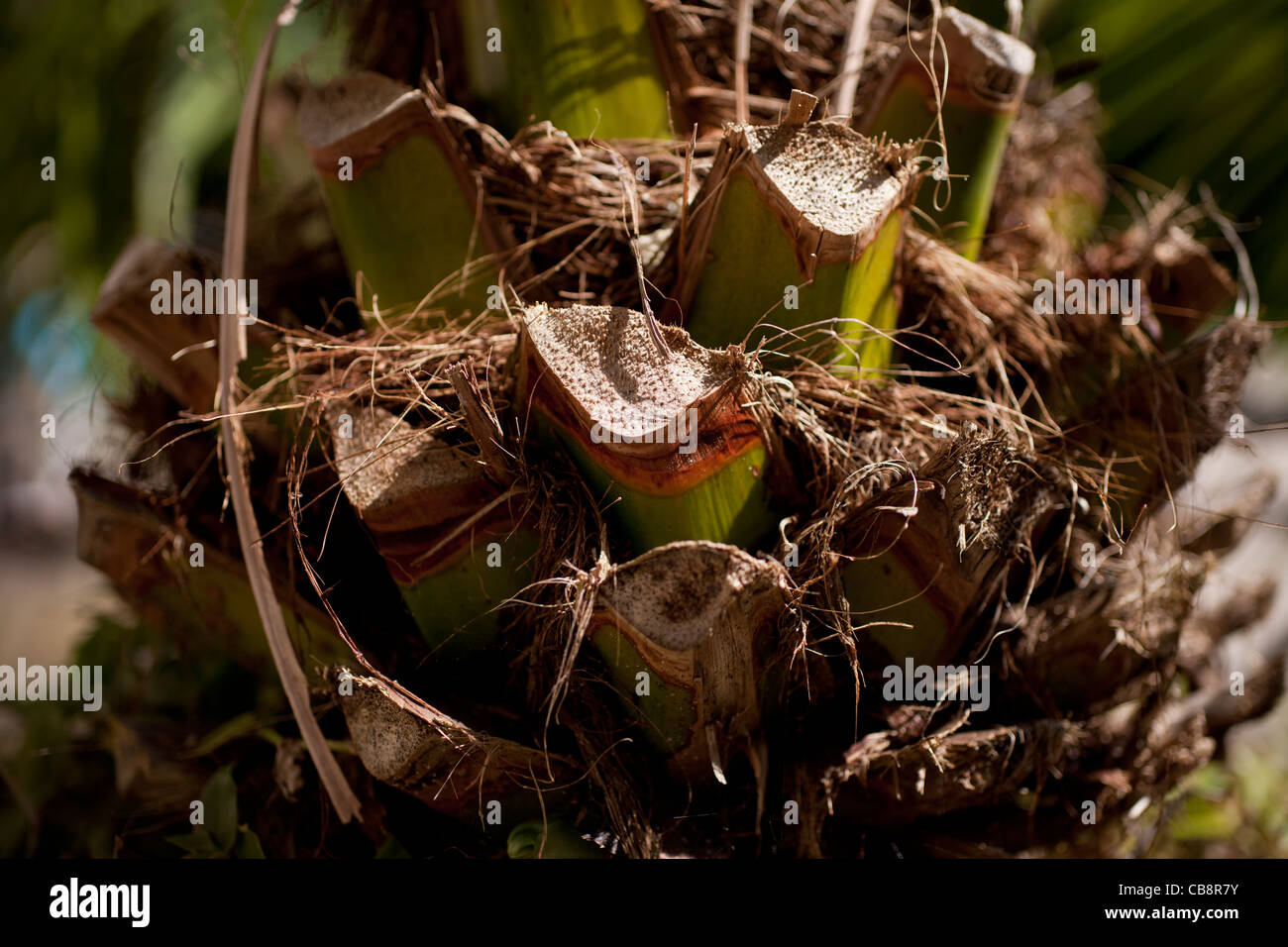 Tronc Palmiers Banque d'image et photos - Alamy