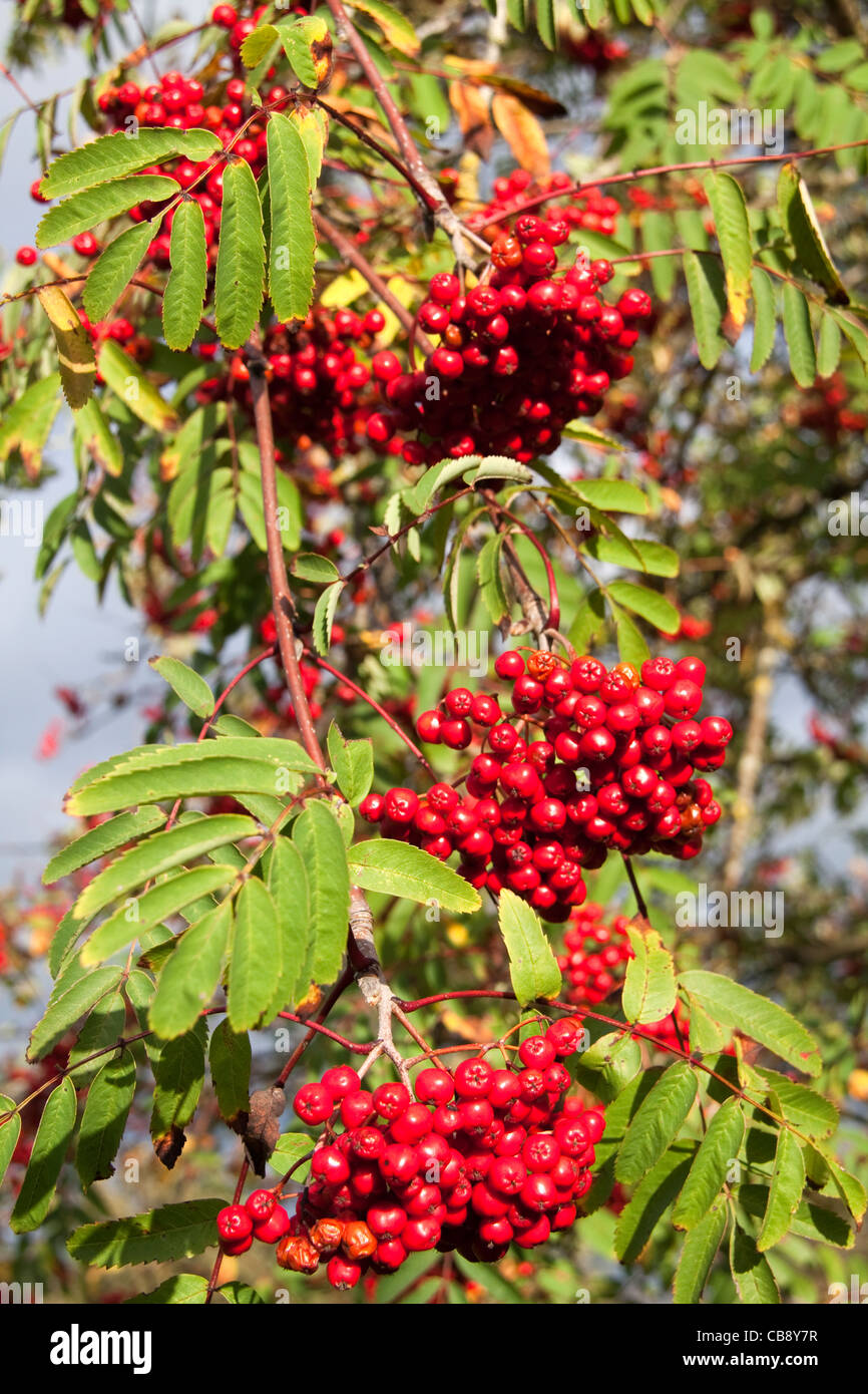 Sorbus aucuparia portrait Banque de photographies et d’images à haute ...