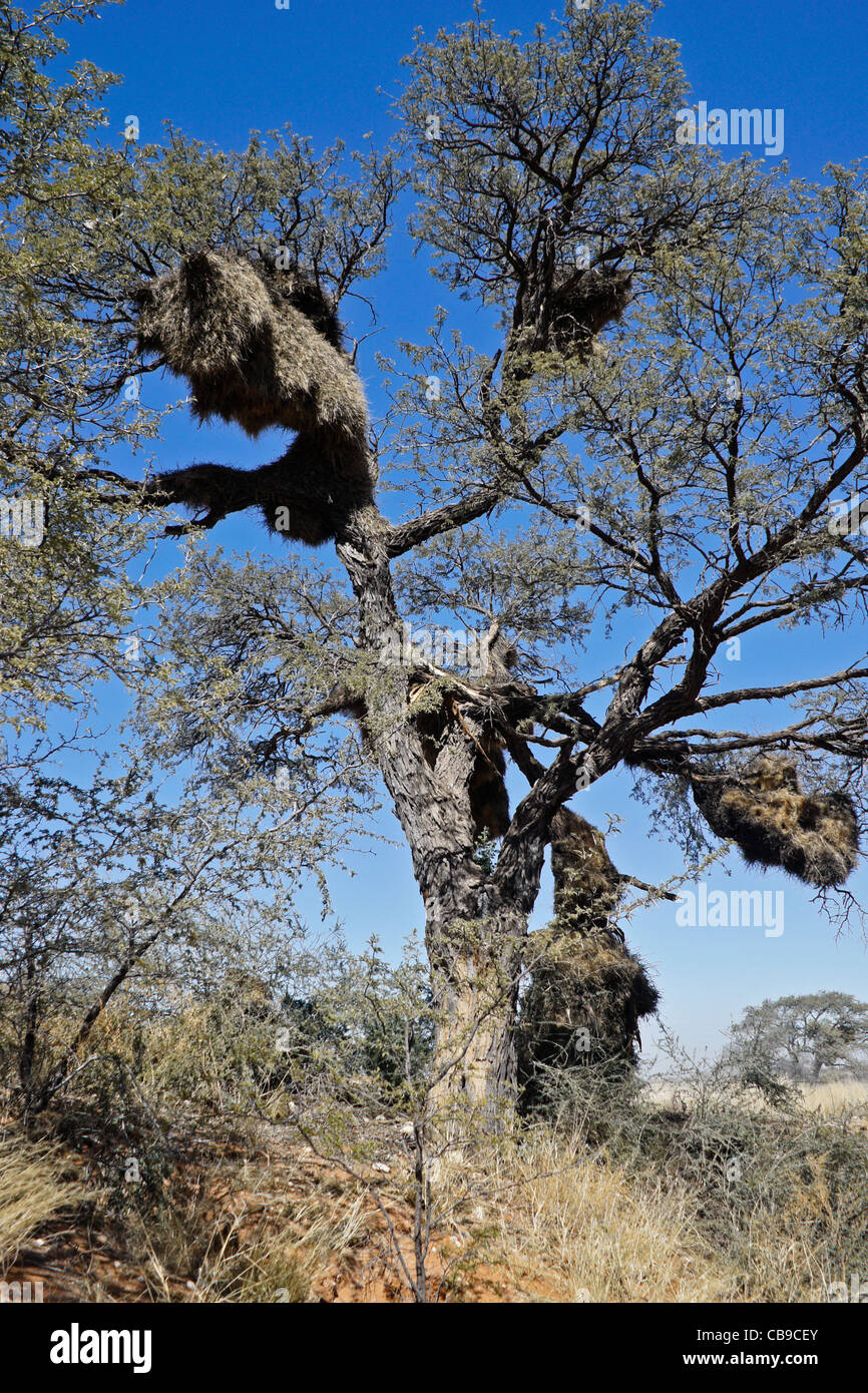 Arbre avec nids d'oiseaux tisserands Banque de photographies et d ...