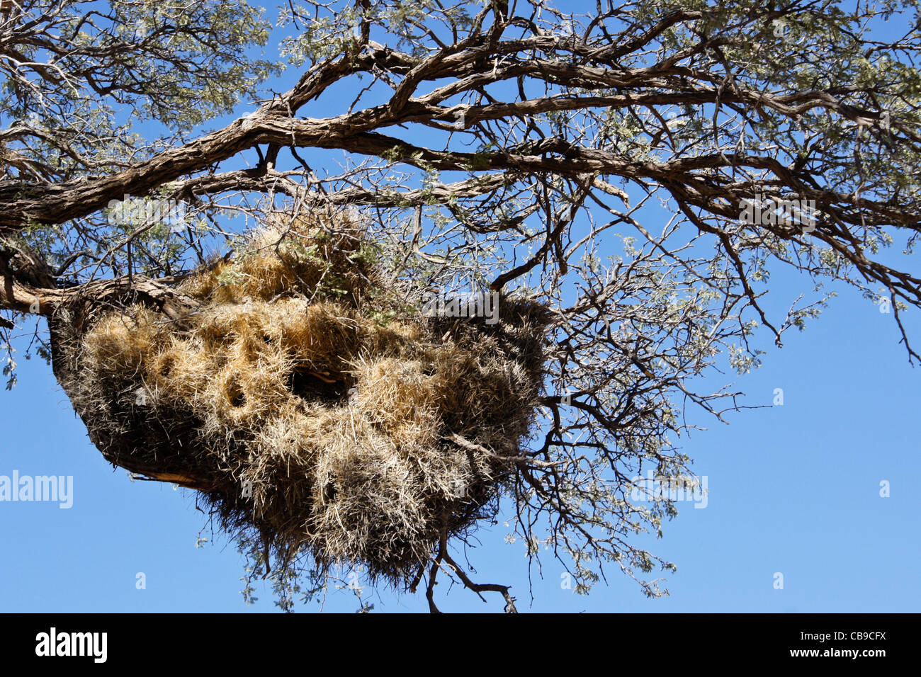 Arbre avec nids d'oiseaux tisserands Banque de photographies et d ...