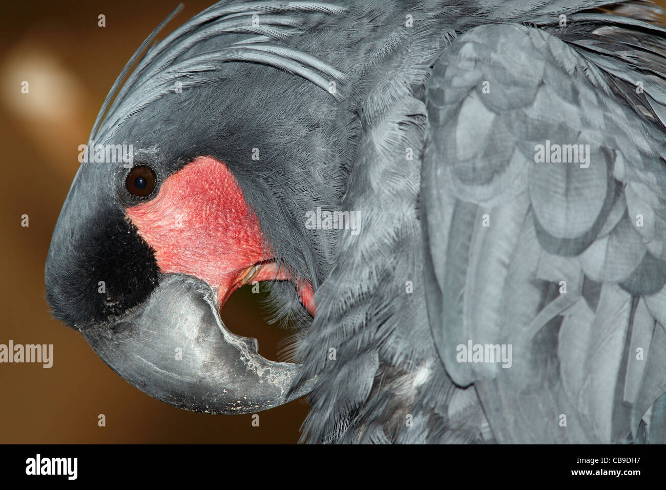 Probosciger aterrimus Palm, Cacatoès, également connu sous le nom de ...