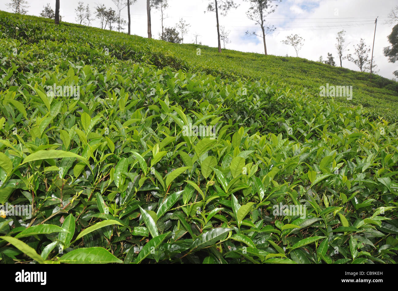 Tea cultivation Banque de photographies et d’images à haute résolution ...