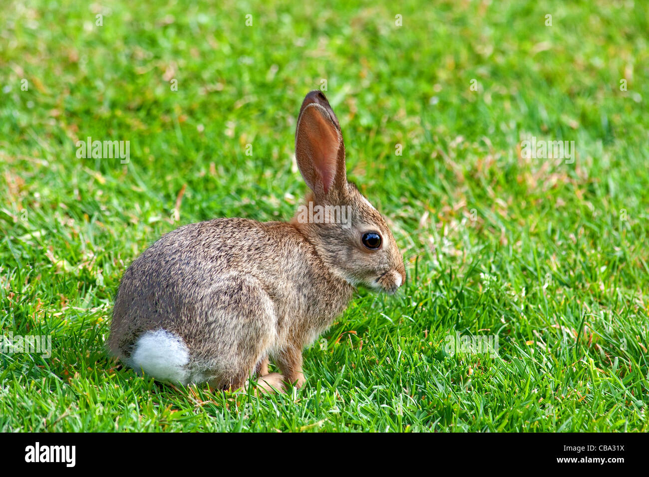 Bébé lapin trop mignon Banque de photographies et d’images à haute ...