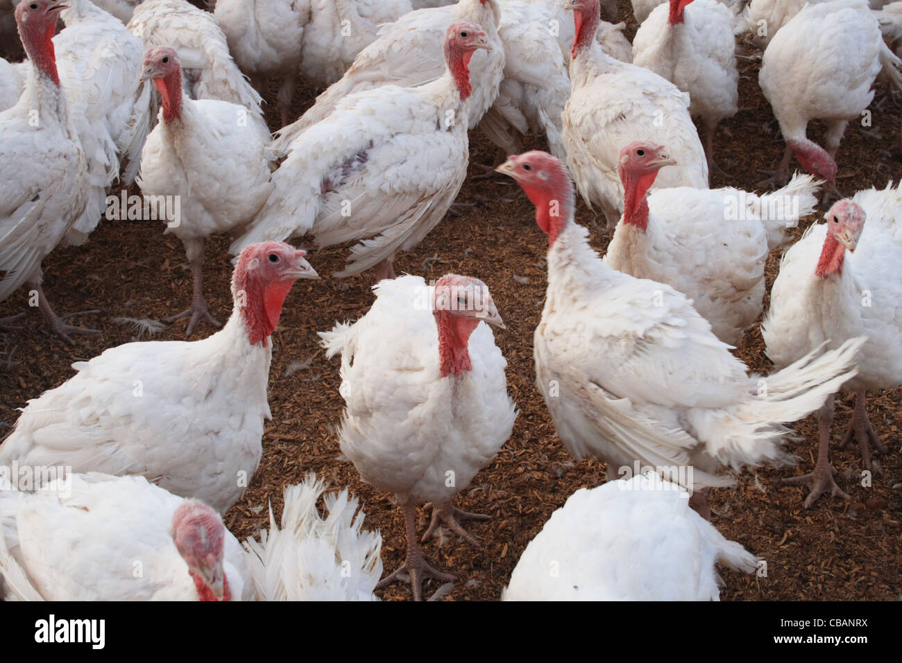 Un troupeau de dindes blanches dans un élevage de dindes Photo Stock ...