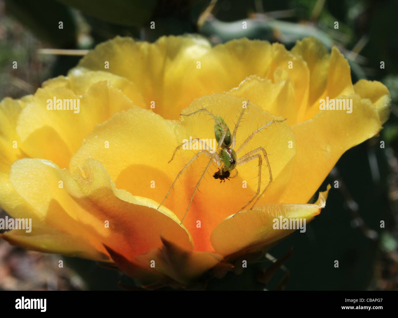 Green Spider lynx (Peucetia viridans) sur jaune fleur de cactus de ...
