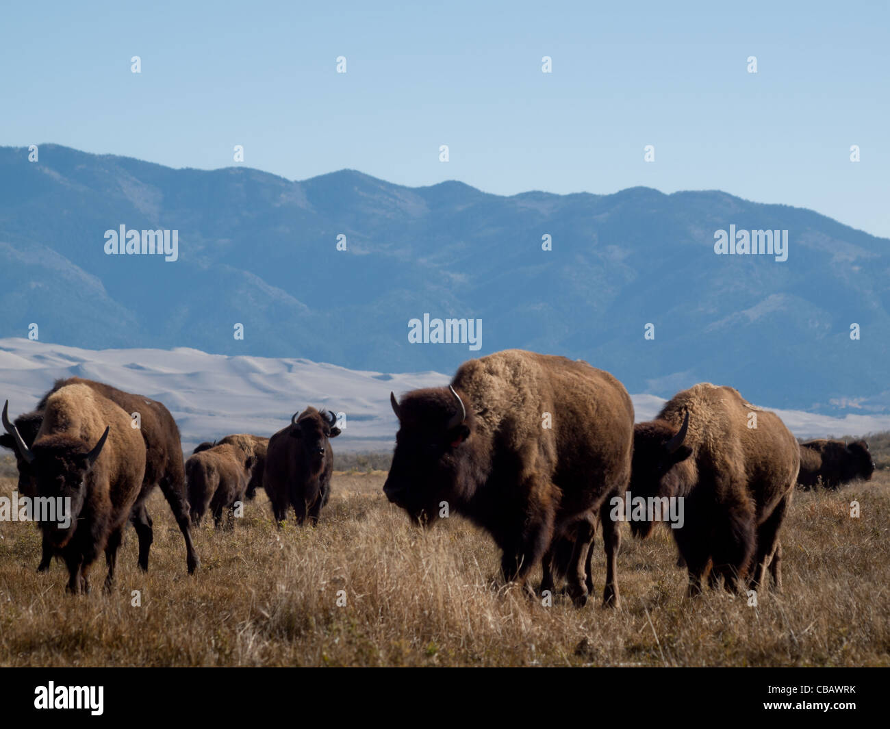 Troupeau de bisons sur zapata Ranch, Colorado. Le haut désert de ...