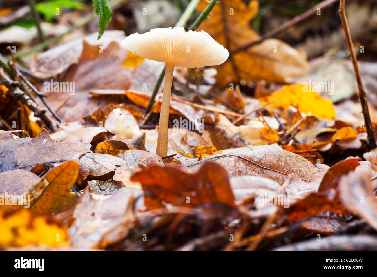 Organe de fructification beige toadstool croissant dans les feuilles ...