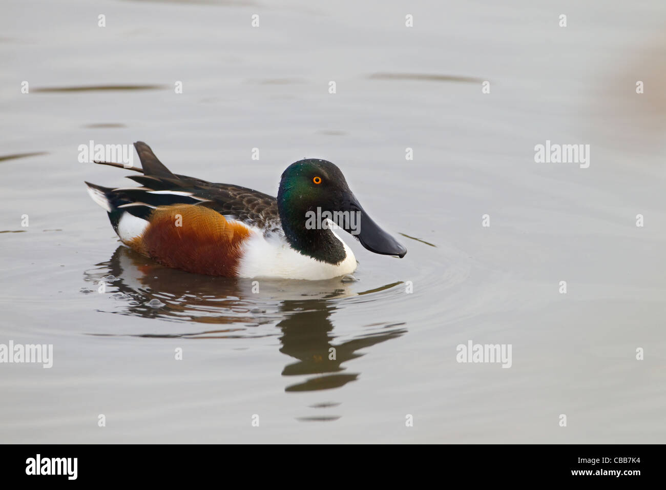 Races de canards Banque de photographies et d’images à haute résolution ...