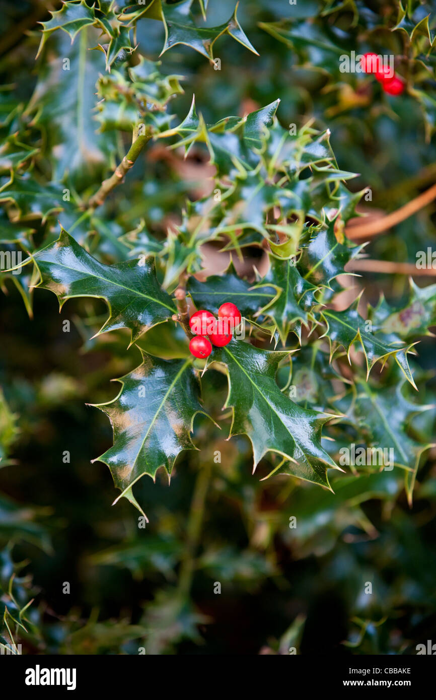 Fruits rouges toxiques uk Banque de photographies et d’images à haute ...