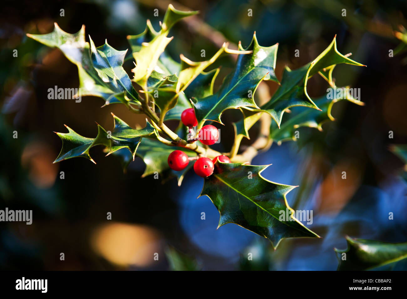 Fruits rouges toxiques uk Banque de photographies et d’images à haute ...