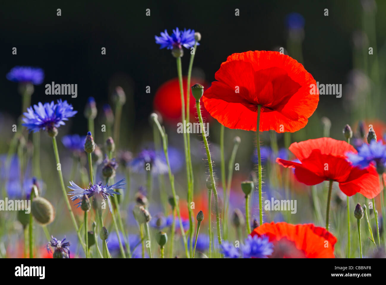 Coquelicot et bleuets Banque de photographies et d’images à haute ...
