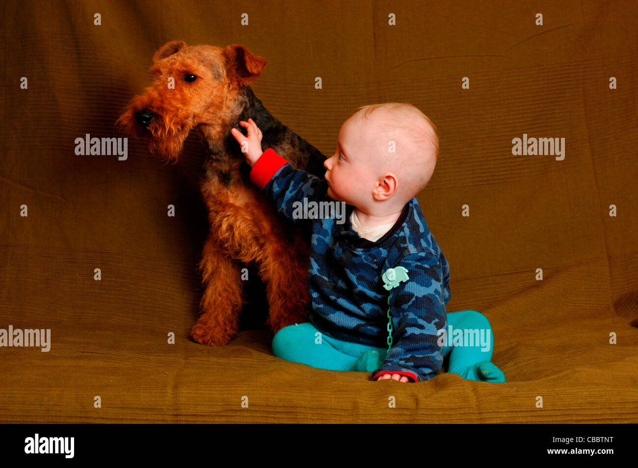 Baby airedale terrier Banque de photographies et d’images à haute ...