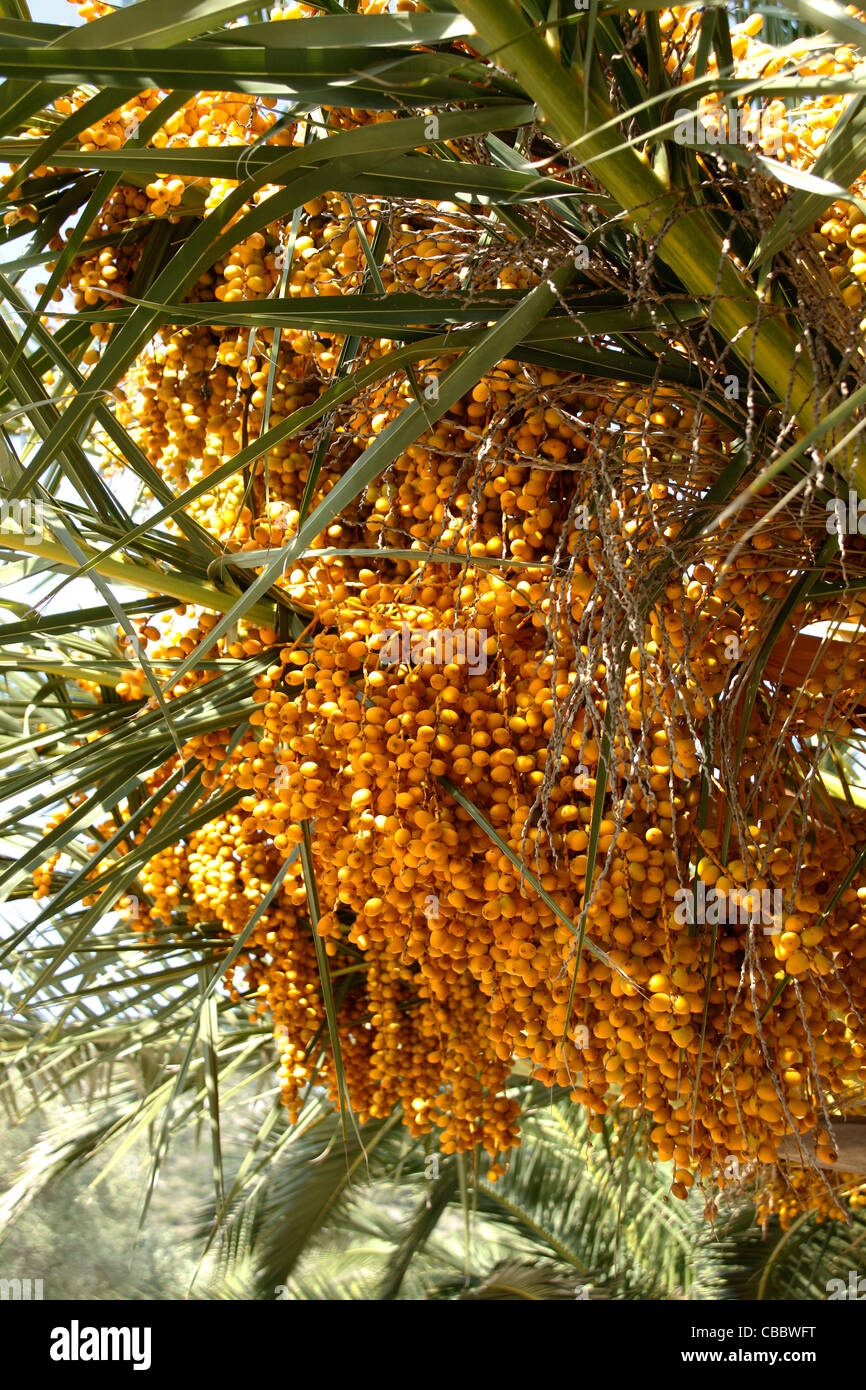 Arbre de dattes avec des fruits Banque de photographies et d’images à ...