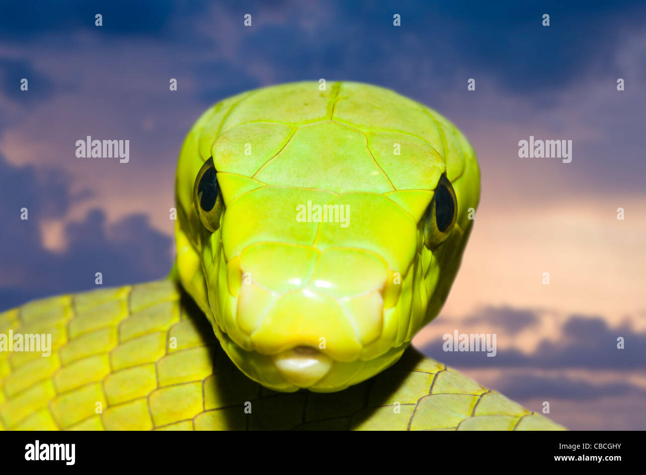 Serpent mamba vert Banque de photographies et d’images à haute ...