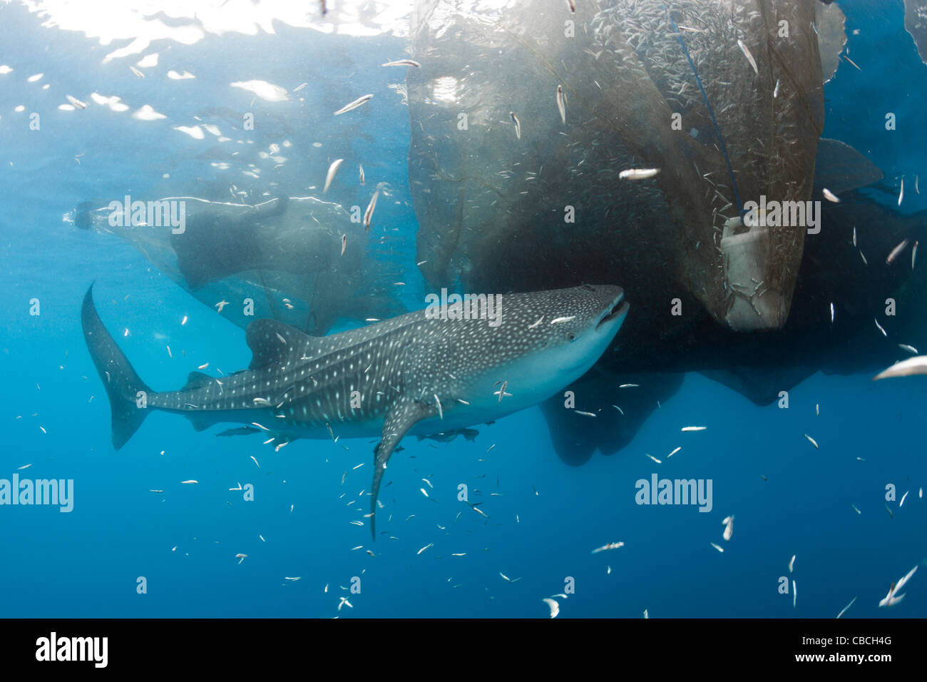 Filet De Requin Banque d'image et photos - Alamy