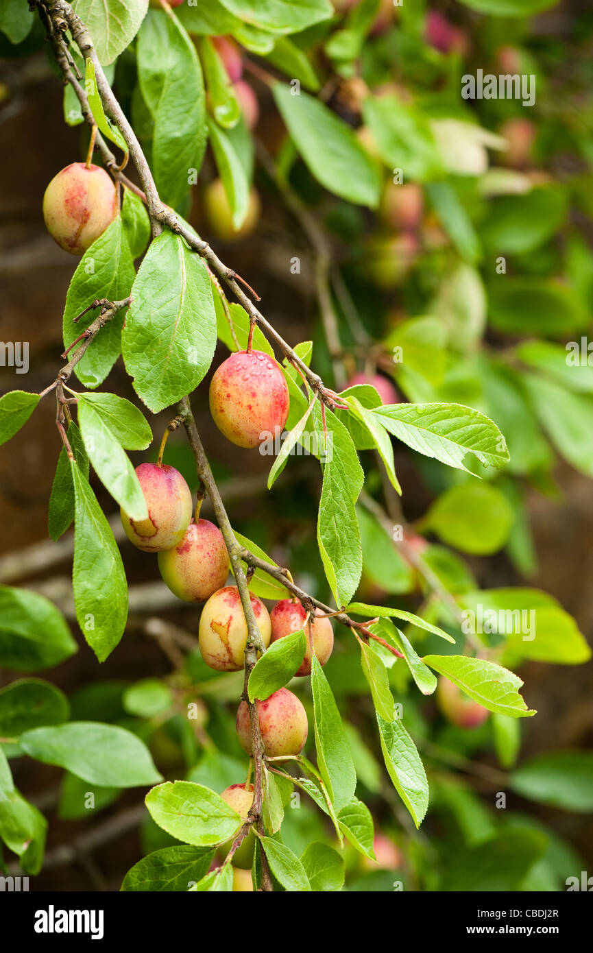 Prunus domestica victoria Banque de photographies et d’images à haute ...