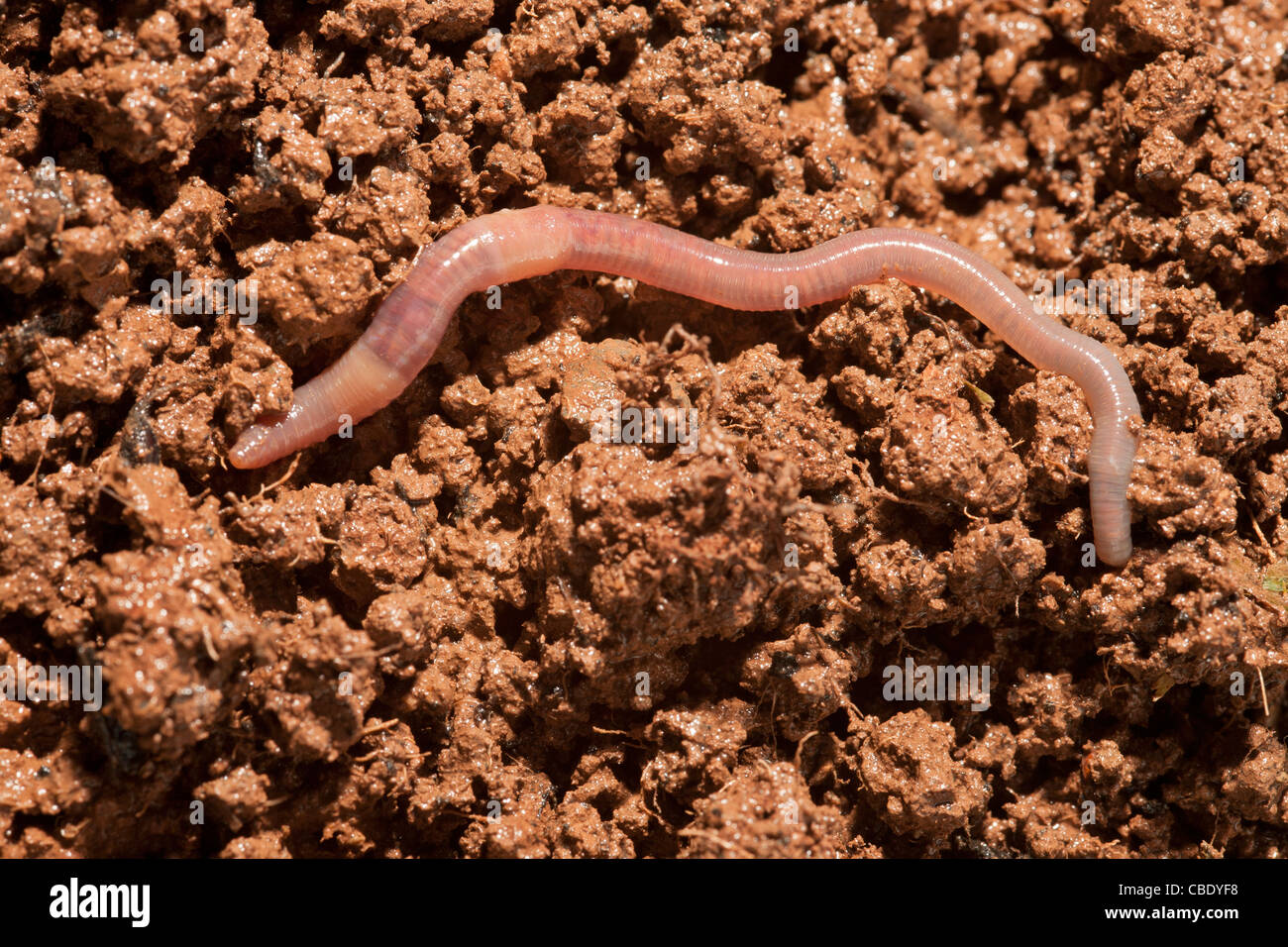 Vers de terre Banque de photographies et d’images à haute résolution ...