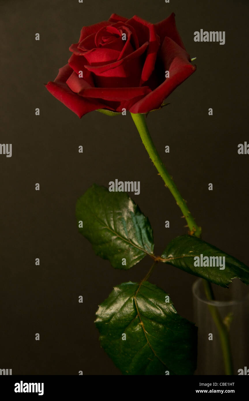 Rose rouge dans un vase avec tige et feuilles vertes sur fond noir/gris ...