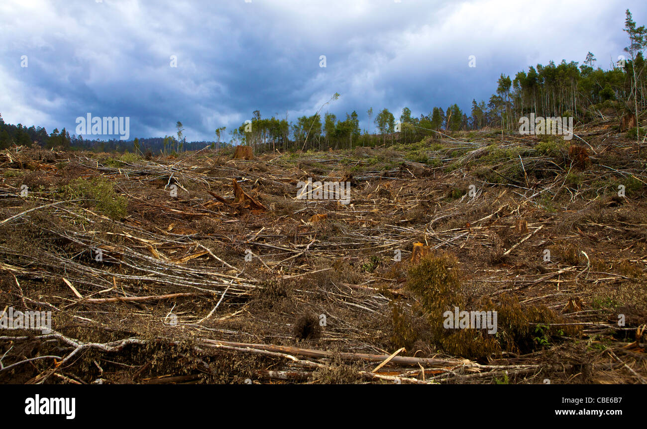 Forest destruction Banque de photographies et d’images à haute ...