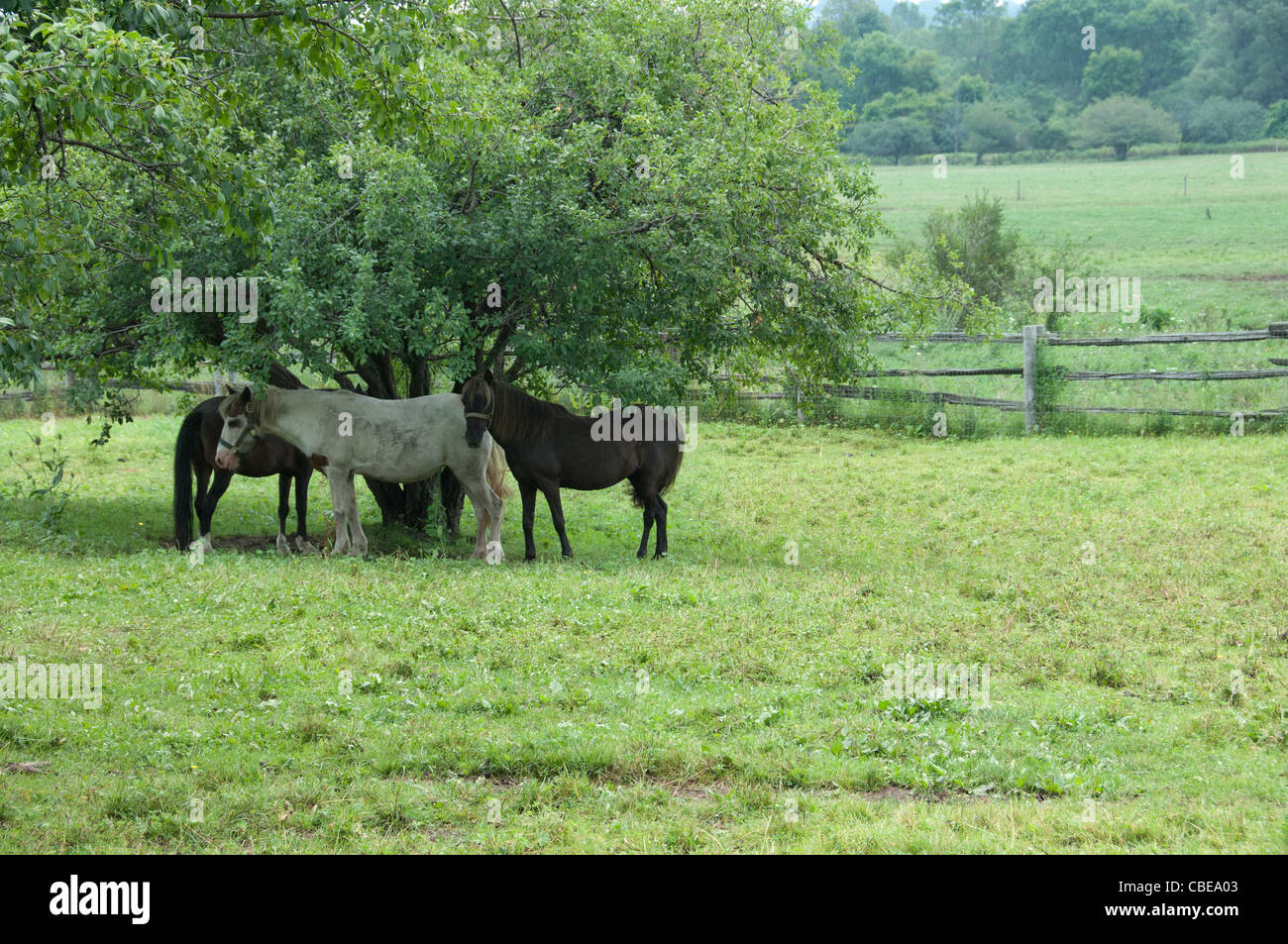 Chevaux sous un arbre Banque de photographies et d’images à haute ...