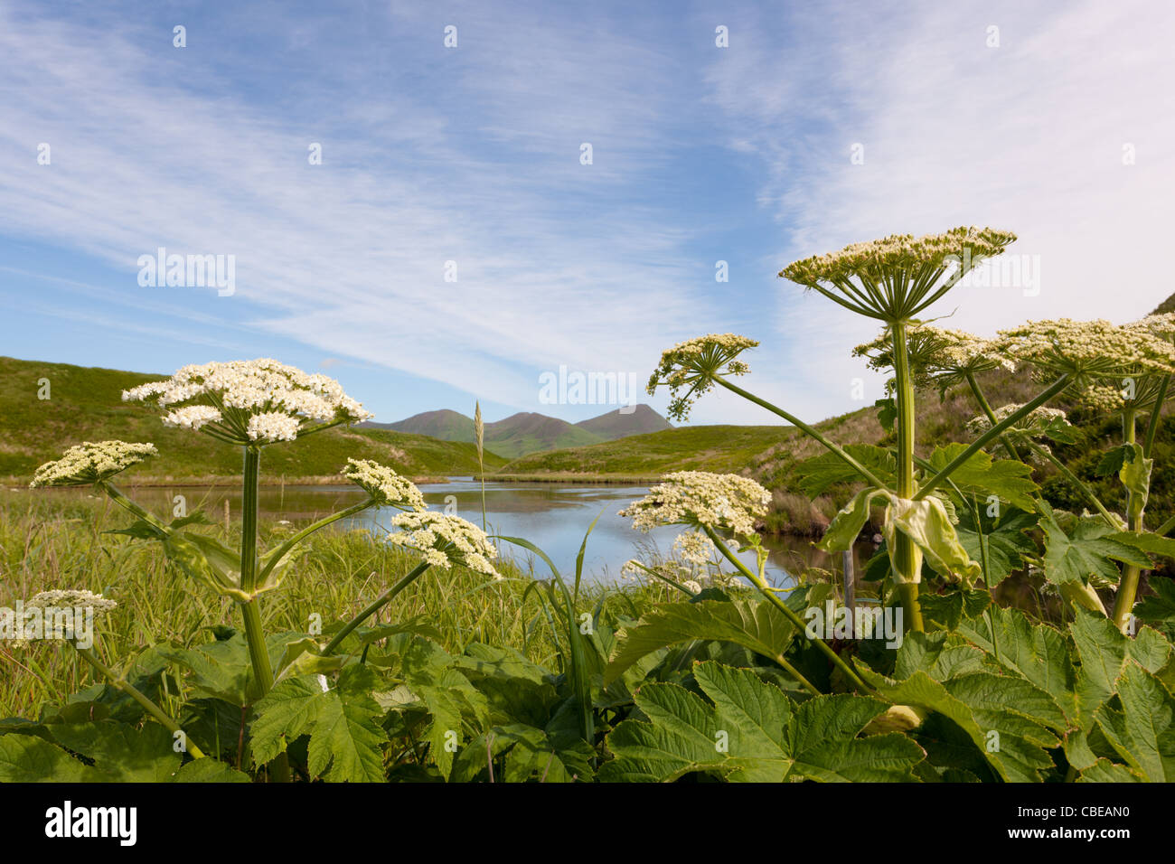 Paysage de l'île Kodiak, AK avec la berce laineuse (Pushki) en premier ...
