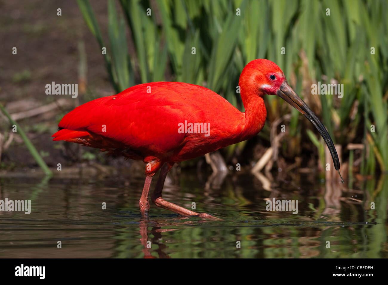 Animal rouge Banque de photographies et d’images à haute résolution - Alamy